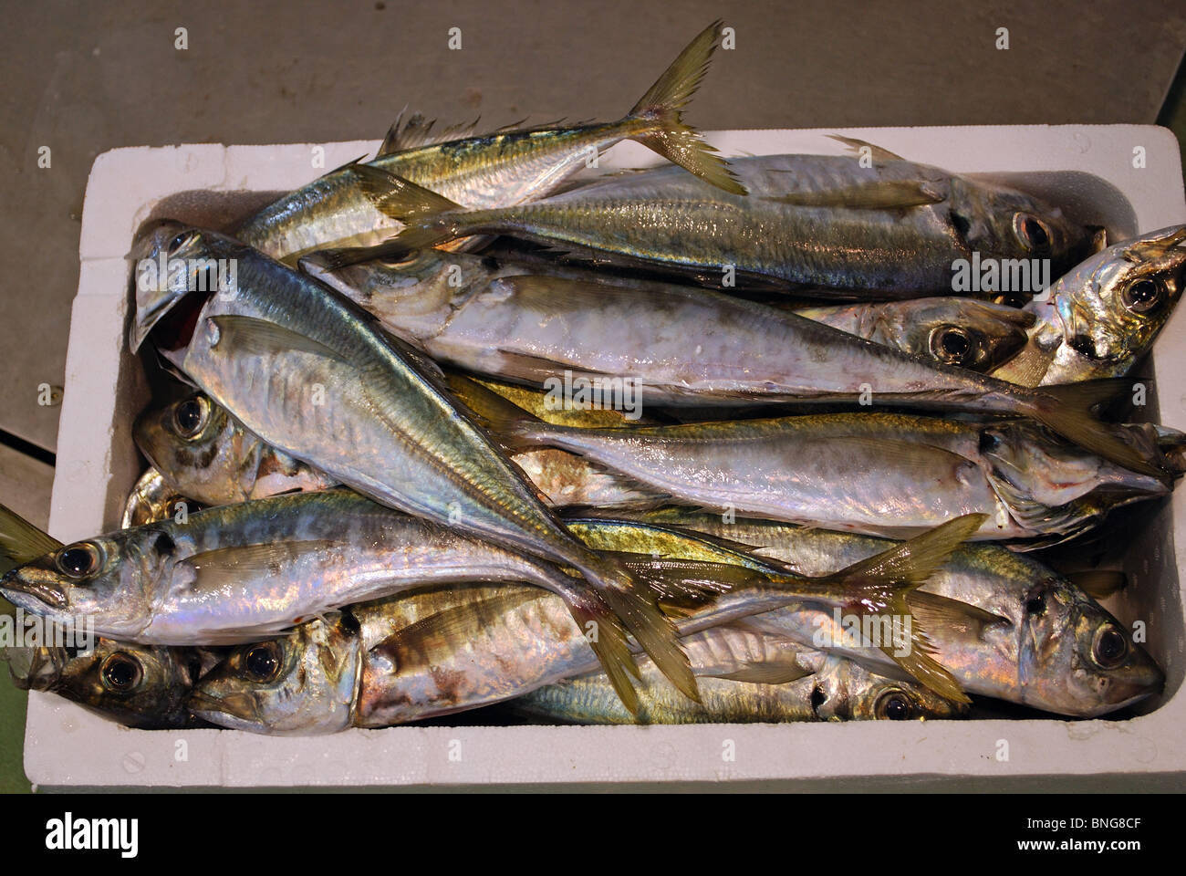 Freshly caught fish at the fish market in the harbour, Puerto de la ...