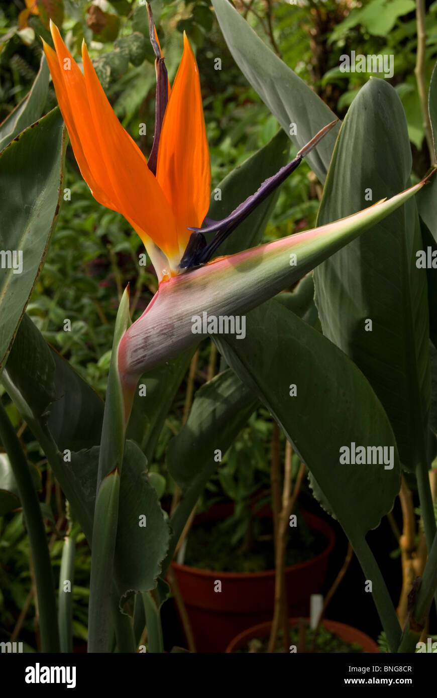 Strelitzia reginae, Bird of Paradise Flower Stock Photo - Alamy