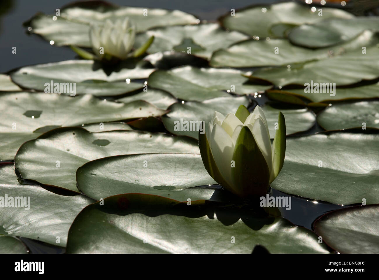 Nymphaea candida hi-res stock photography and images - Alamy