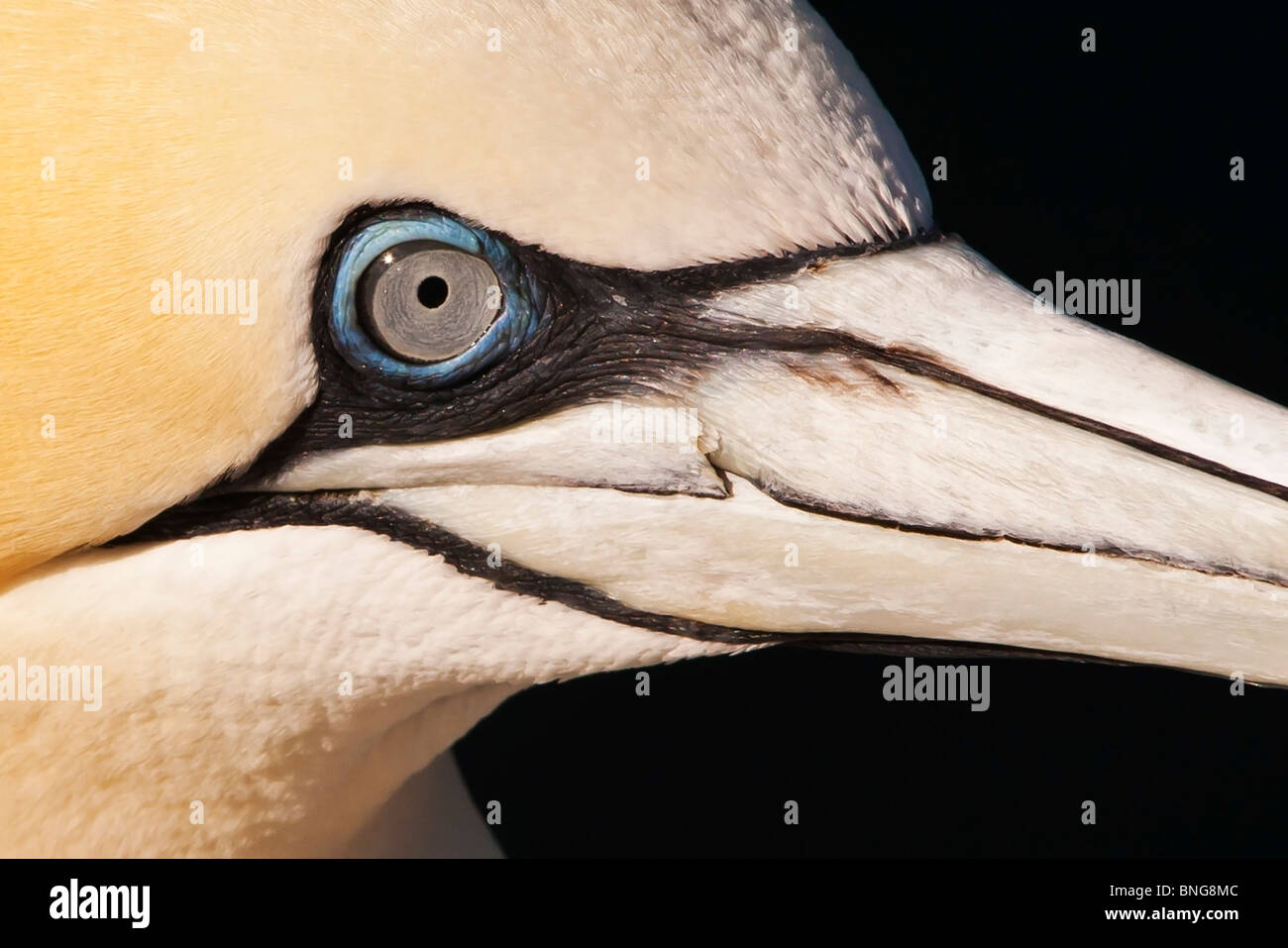 Gannets face hi-res stock photography and images - Alamy
