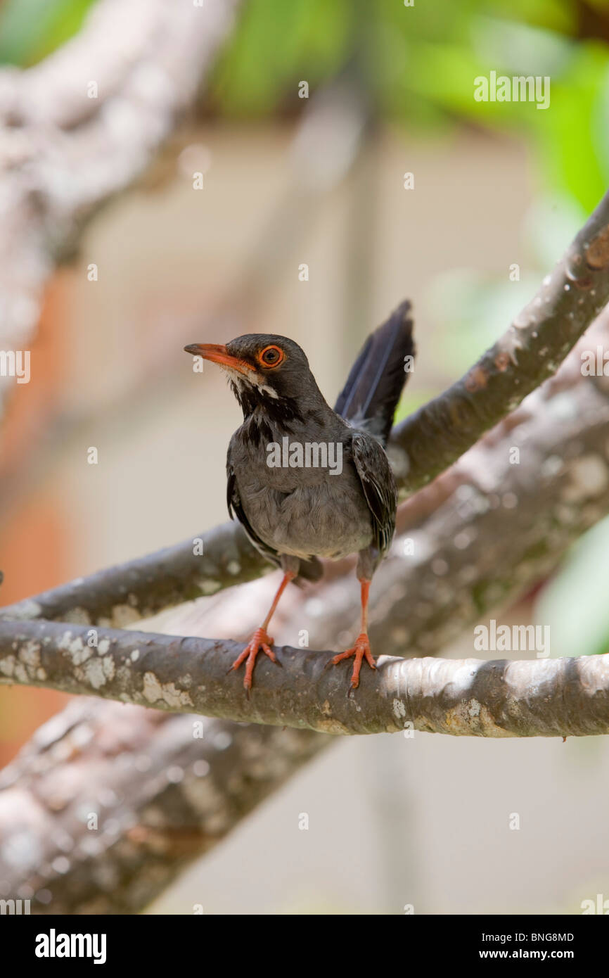 Red Legged Thrush Turdus plumbeus Stock Photo - Alamy