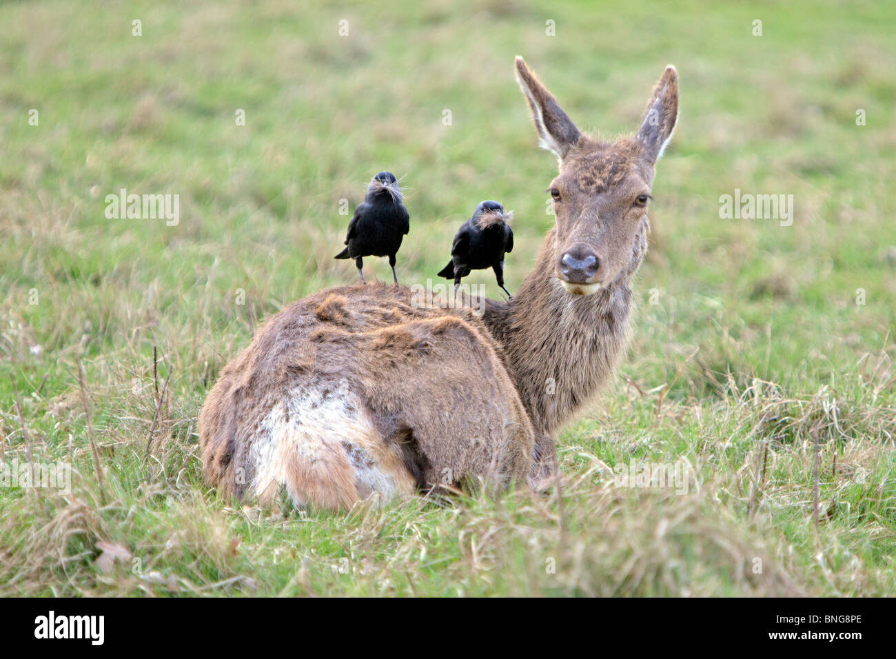 Richmond Park Deer with birds gathering to make nest Stock Photo - Alamy