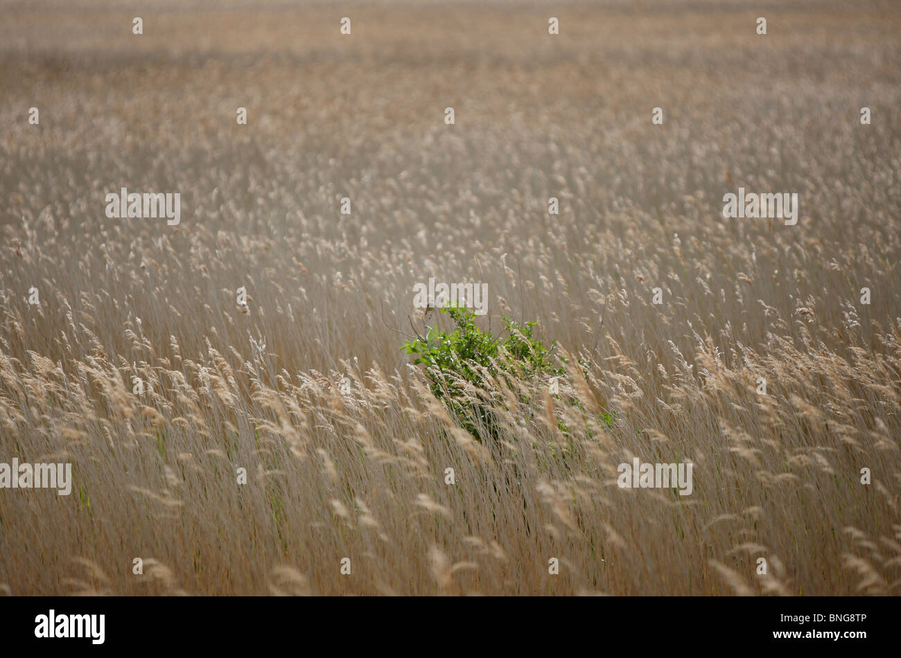 Green marsh beds hi-res stock photography and images - Alamy