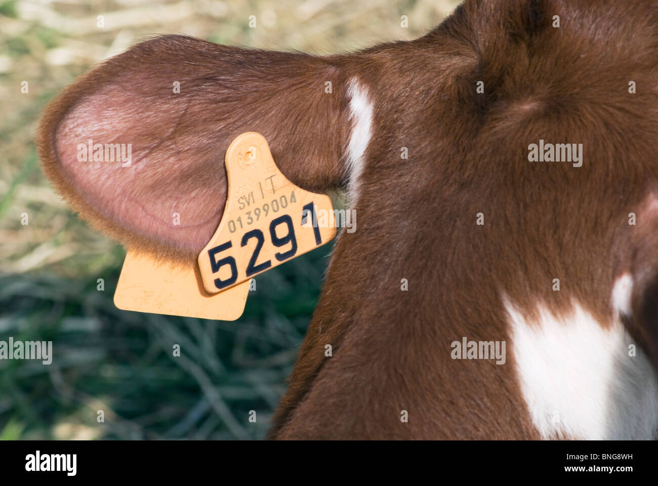 calf with ear tag Stock Photo - Alamy