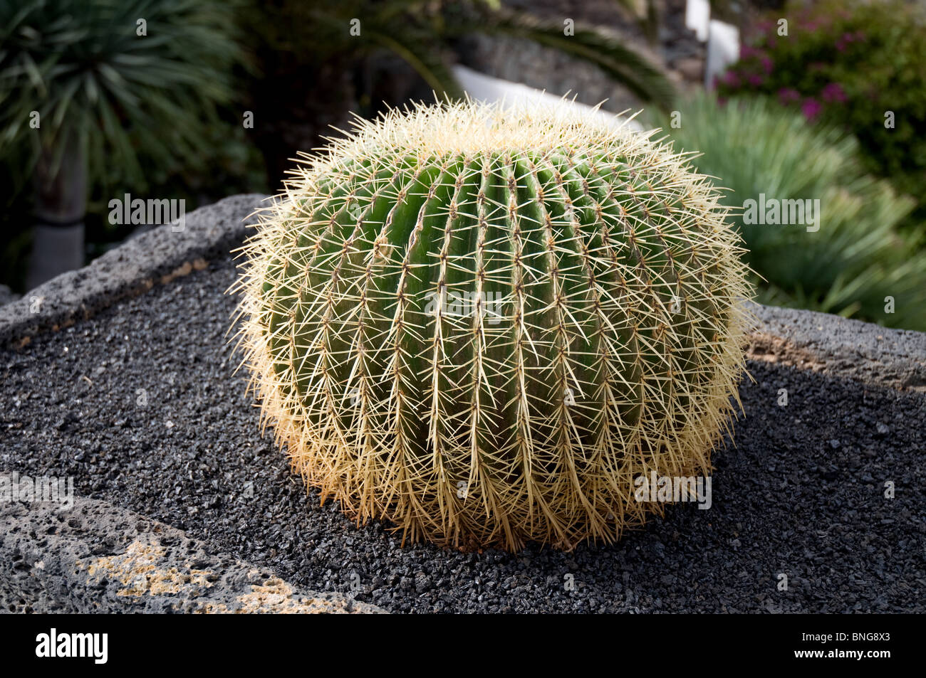 Echinocactus grusonii a round or barrell shaped cacti plant Stock Photo ...