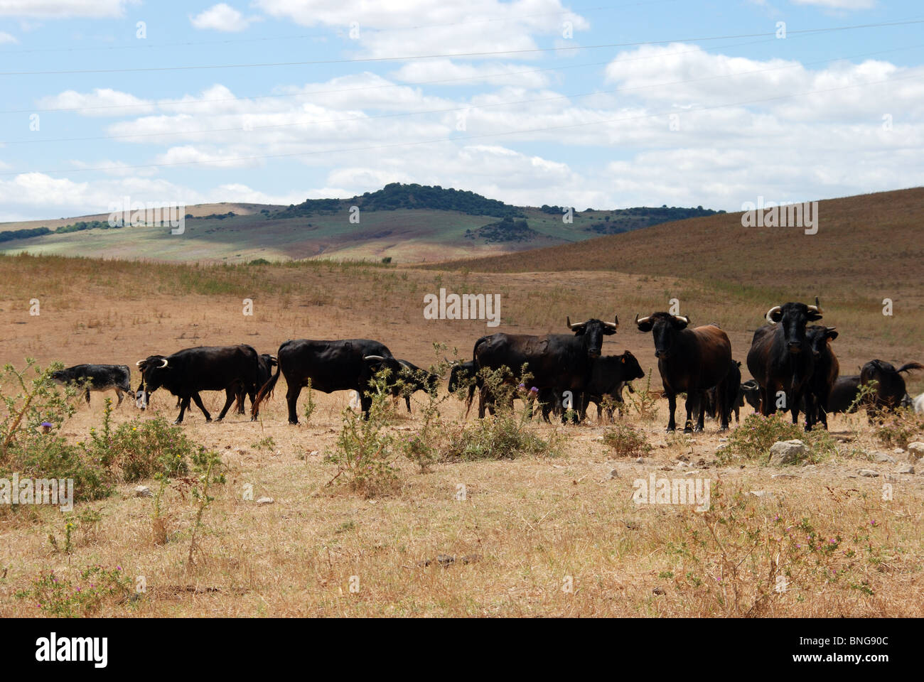 Bulls in field, Medina Sidonia, Cadiz Province, Andalucia, Spain ...
