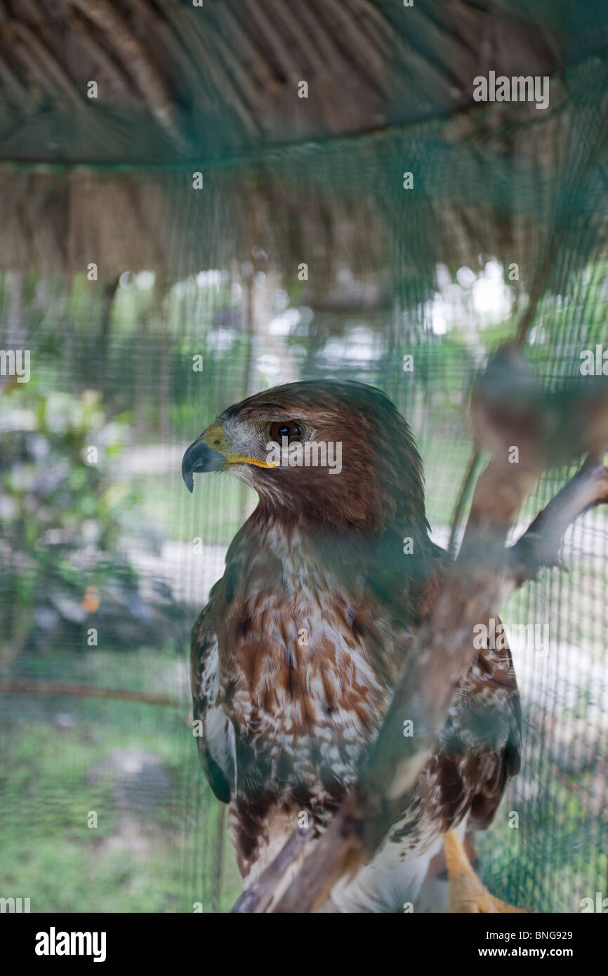 Hawk in captivity hi-res stock photography and images - Alamy
