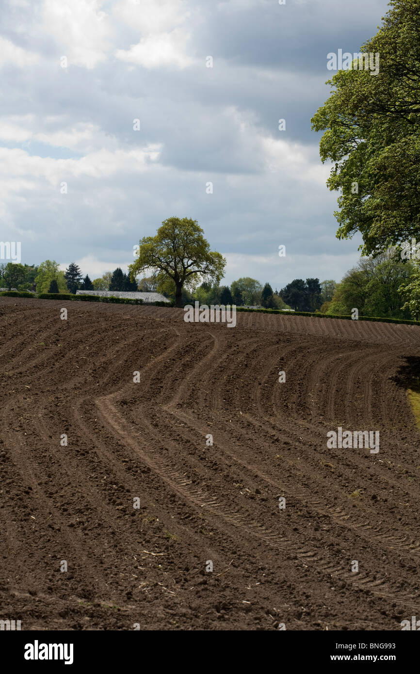 Ash Tree in a hedge on the boundary of a ploughed field Alderley Edge ...