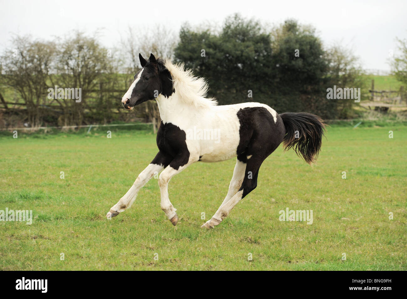 Pony running hi-res stock photography and images - Alamy