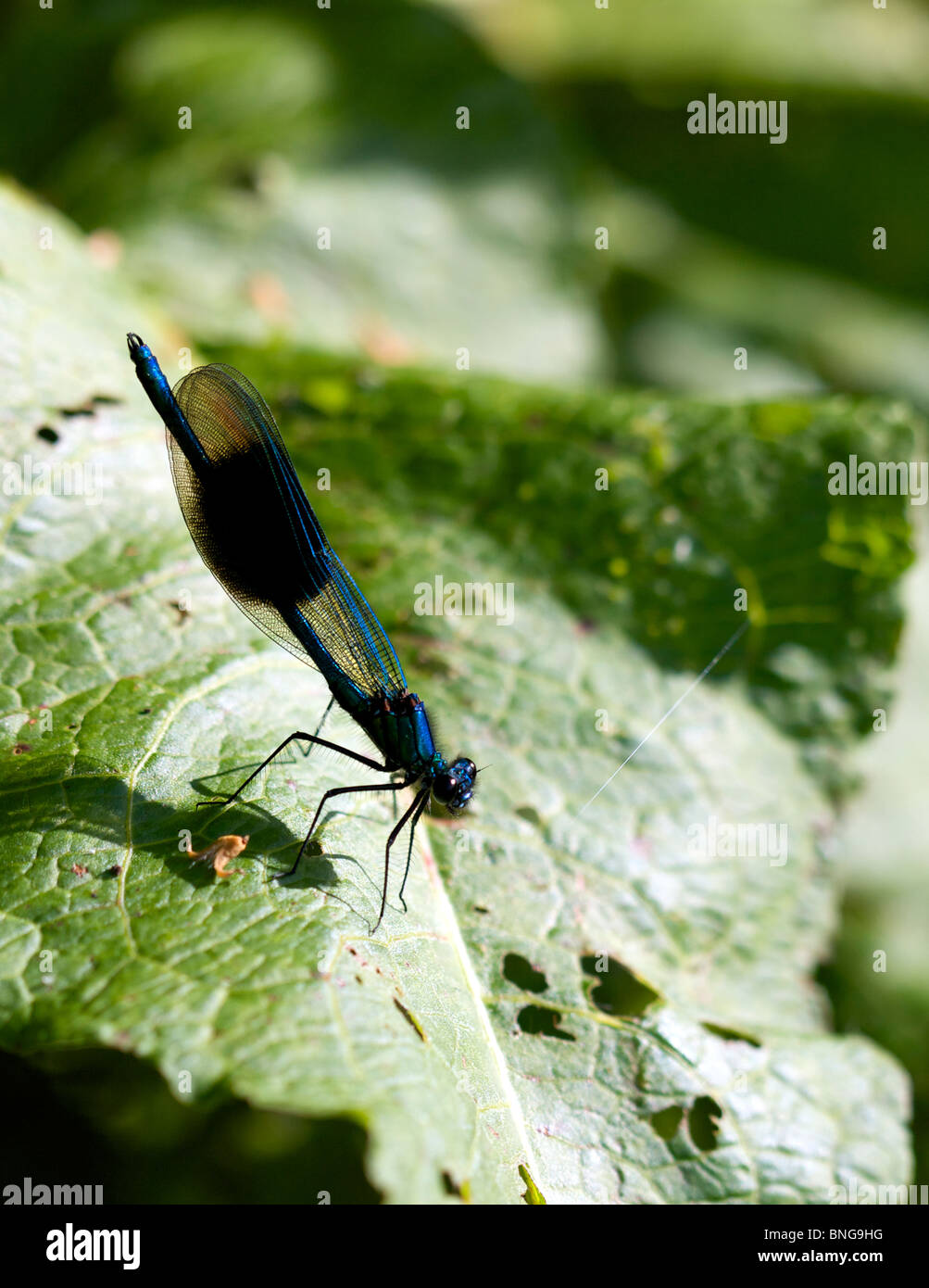 Banded abdomen hi-res stock photography and images - Alamy