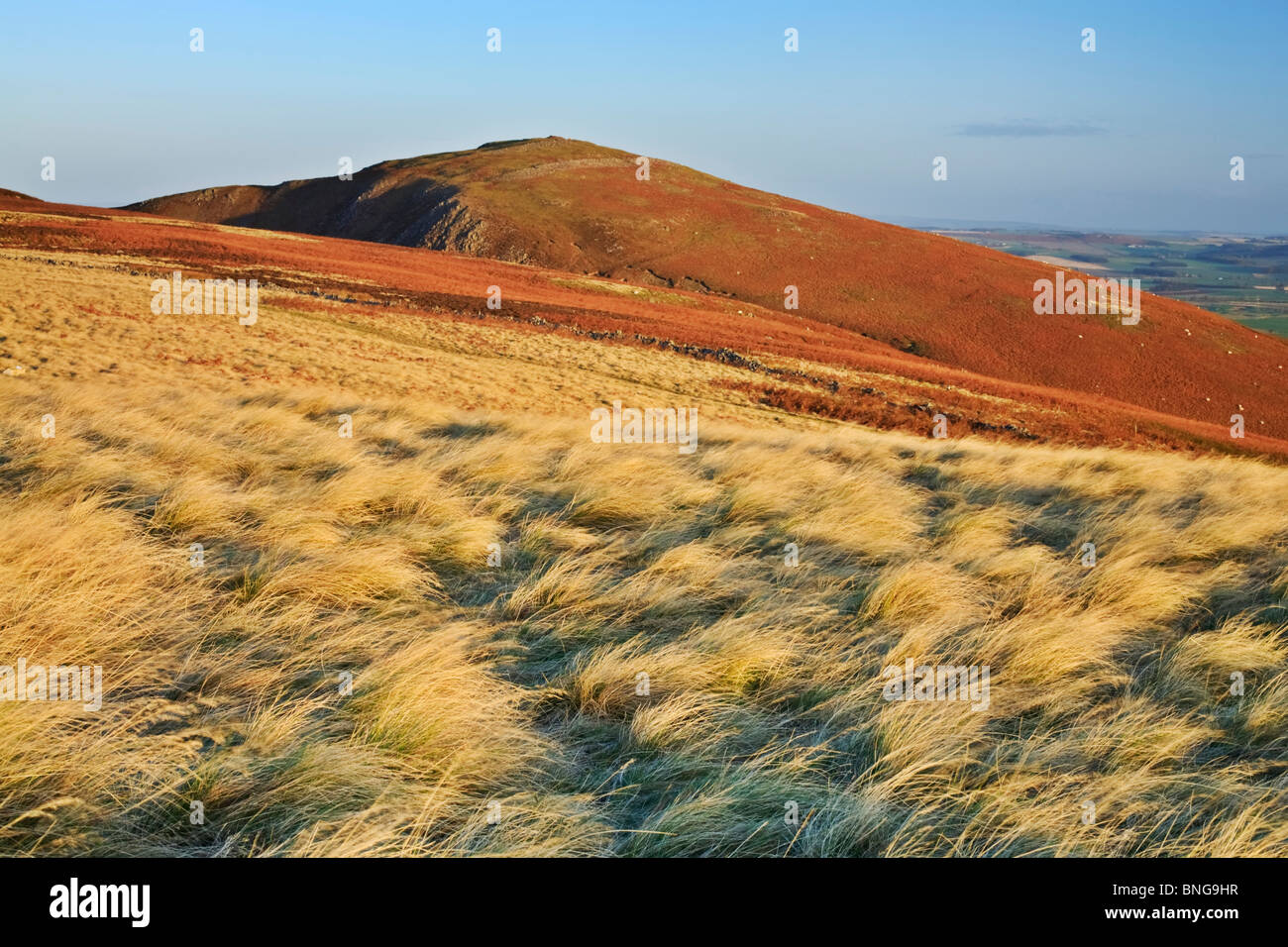 Looking toward Humbleton Hill from the slopes of Coldberry in the ...