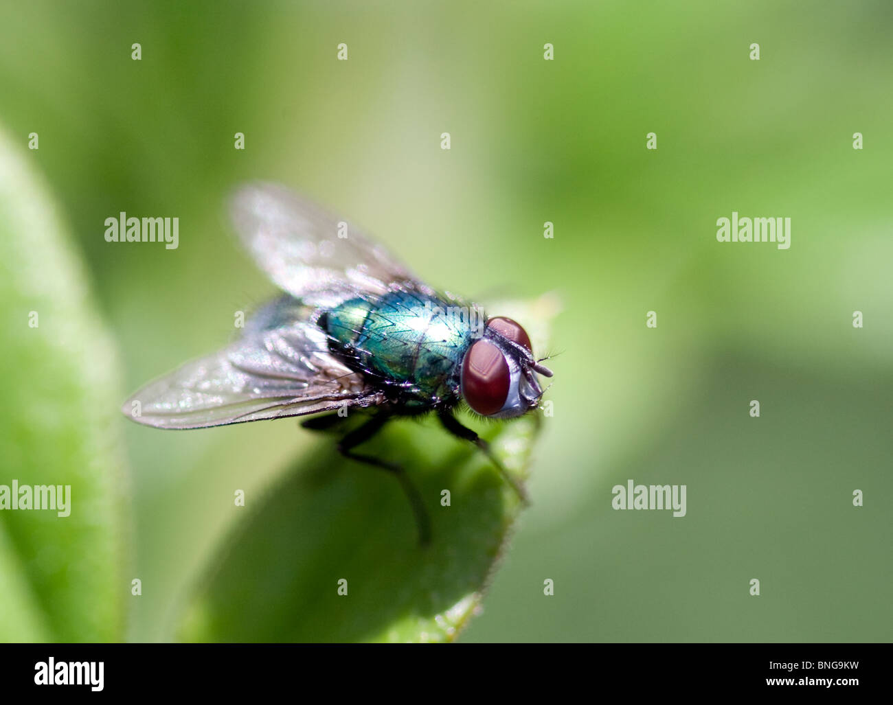 green bottle fly Stock Photo - Alamy