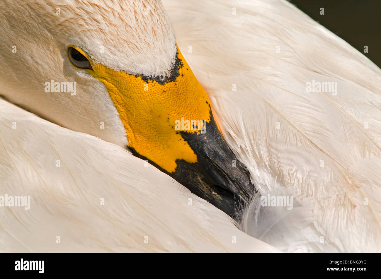 A close-up of a Bewick Swan at rest with it's beak nestled into it's ...