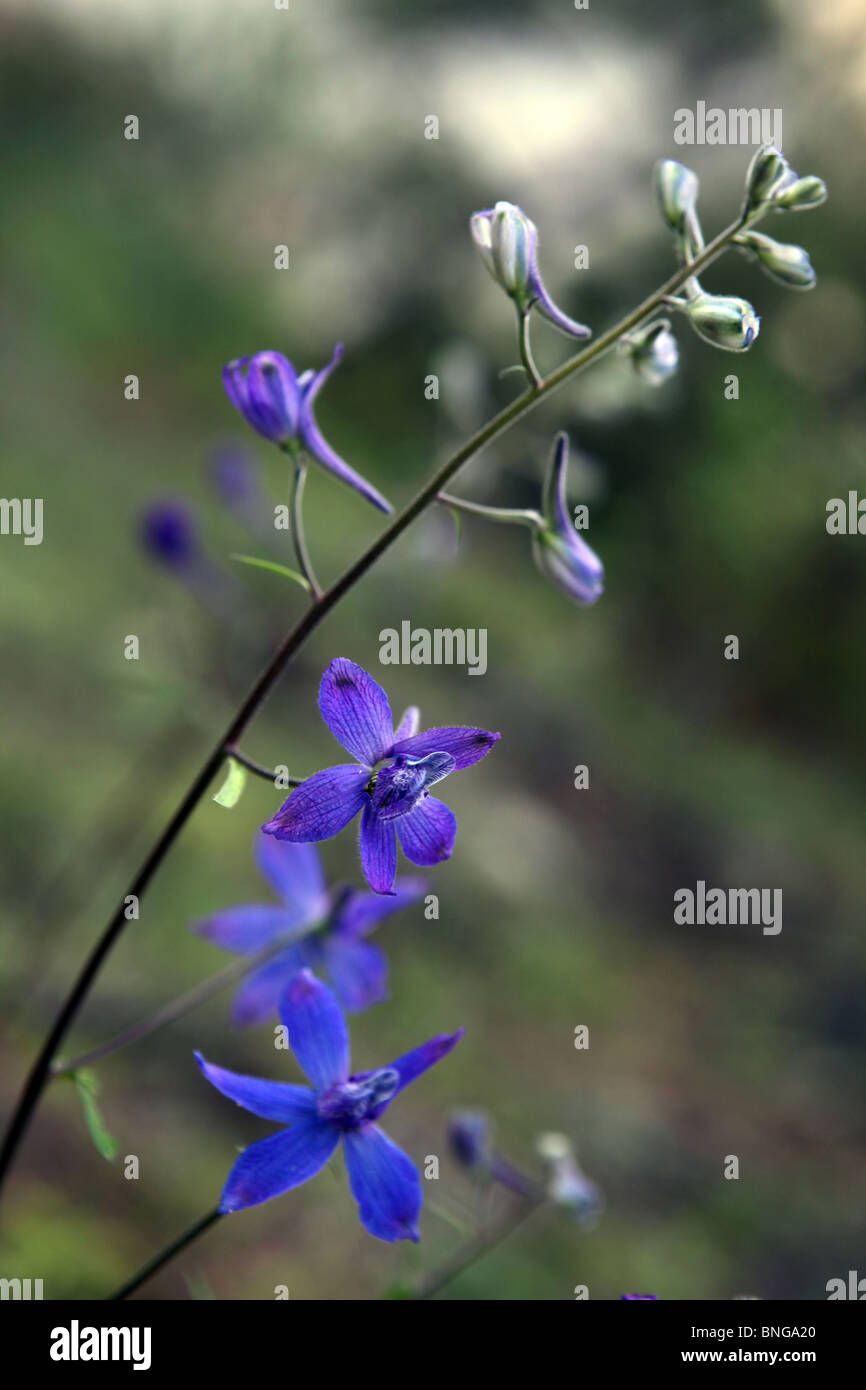 Blue wild flower british columbia hi-res stock photography and images ...