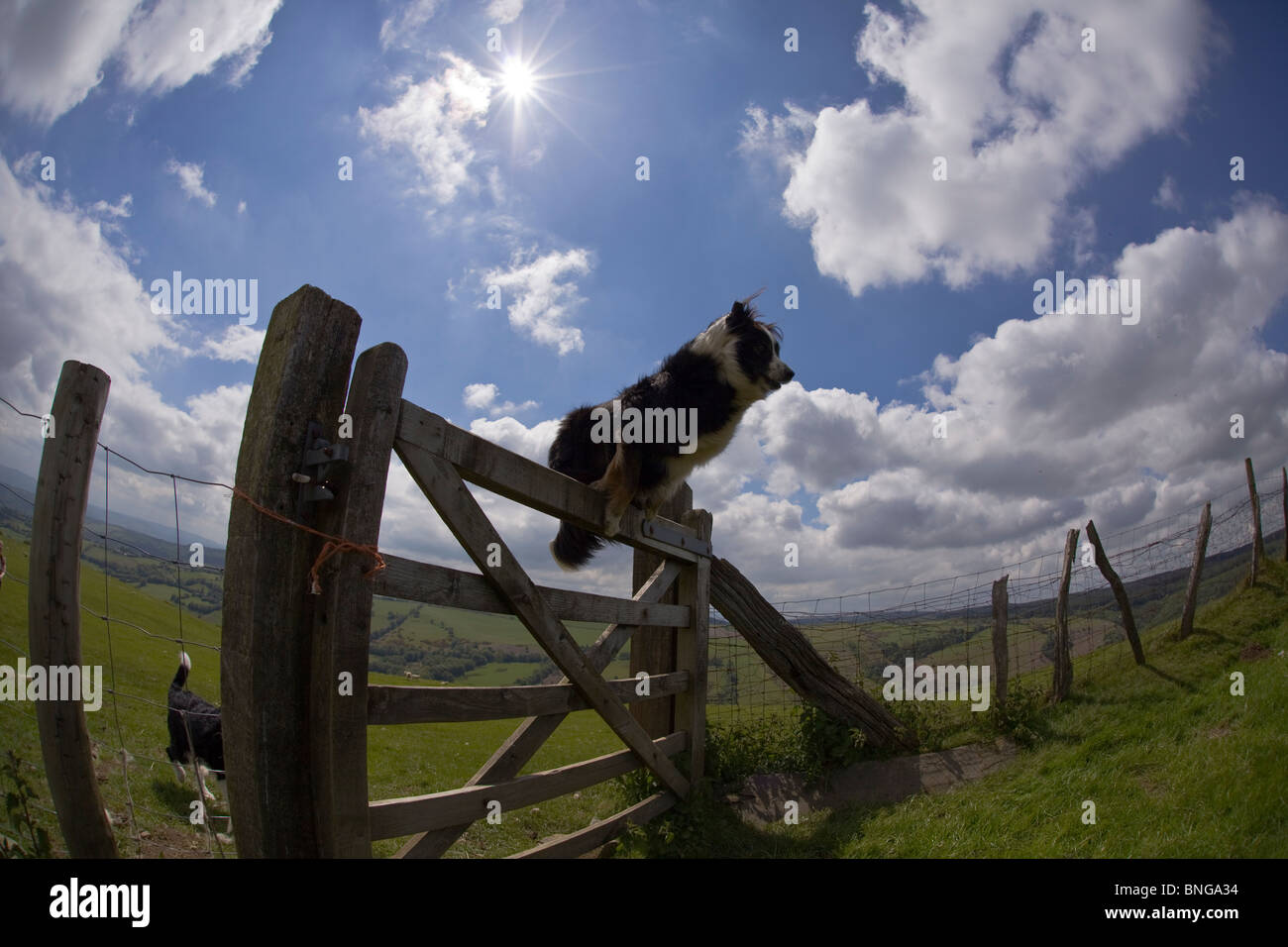 Sheep dog hi-res stock photography and images - Alamy