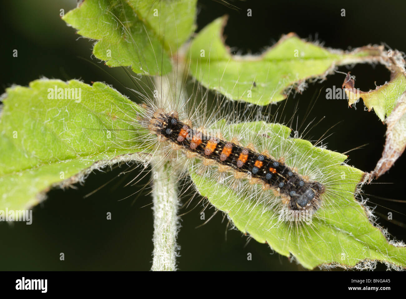 Lymantria dispar caterpillar. This is the larva of the Gypsy Moth, an ...