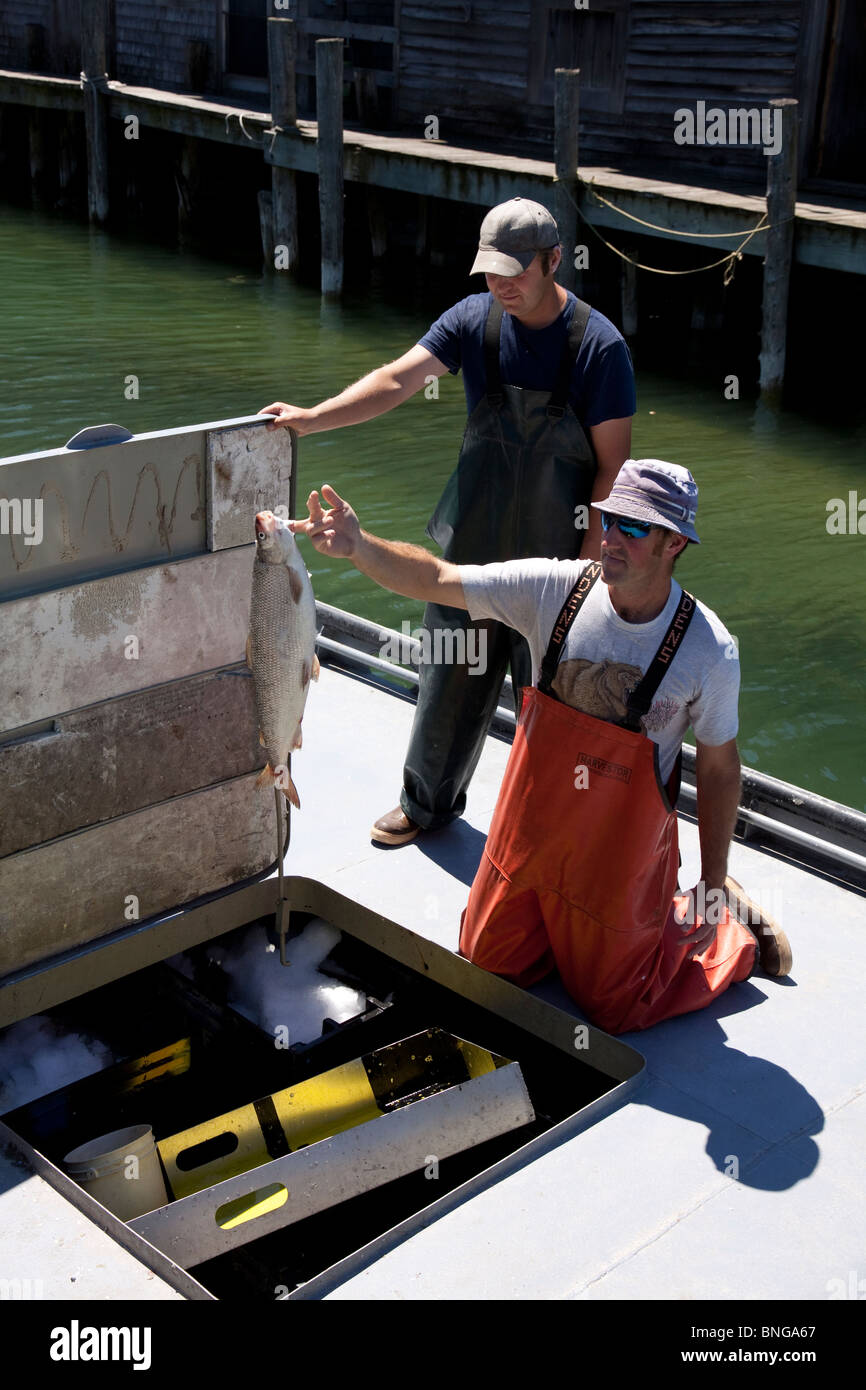 Commercial fishermen unloading freshly-caught Lake Whitefish Coregonus ...