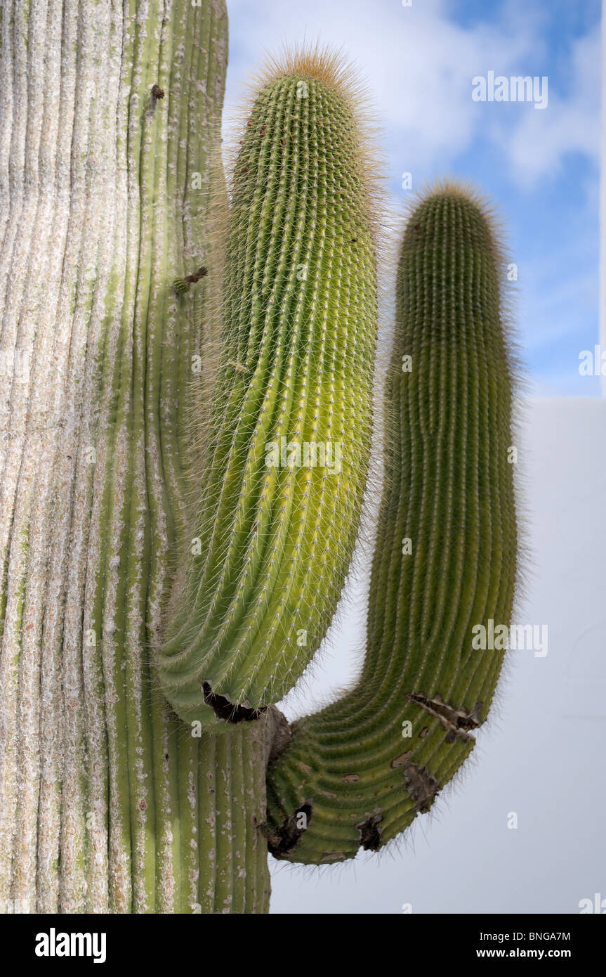 Blue grey cactus hi-res stock photography and images - Alamy