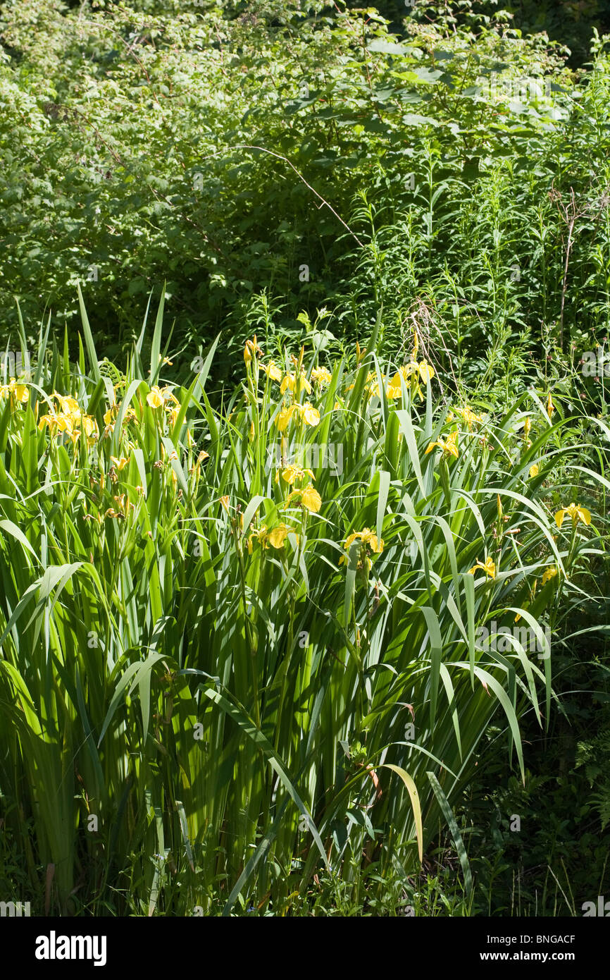 Yellow Iris along The Middlewood Way Poynton Cheshire England Stock ...