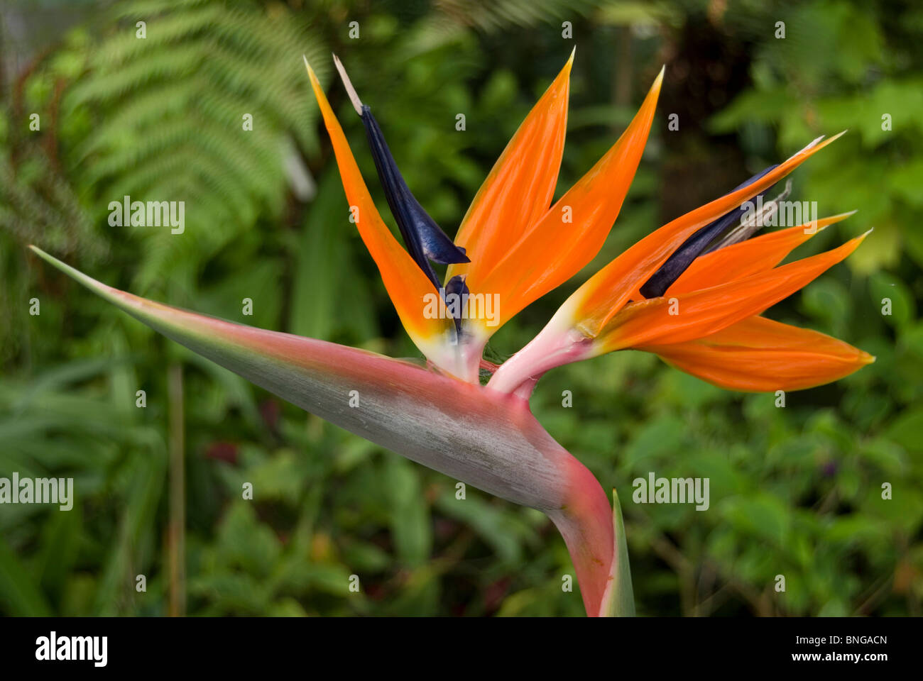Strelitzia hi-res stock photography and images - Alamy
