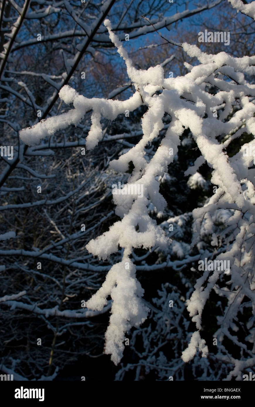 Snow on branch Stock Photo - Alamy