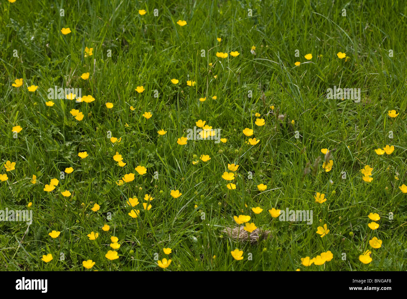Buttercups in a field near Chatsworth in the summer Derbyshire England ...