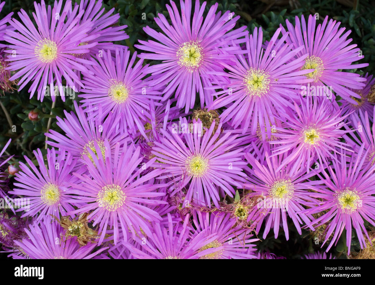Daisies flower bed daisy hi-res stock photography and images - Alamy