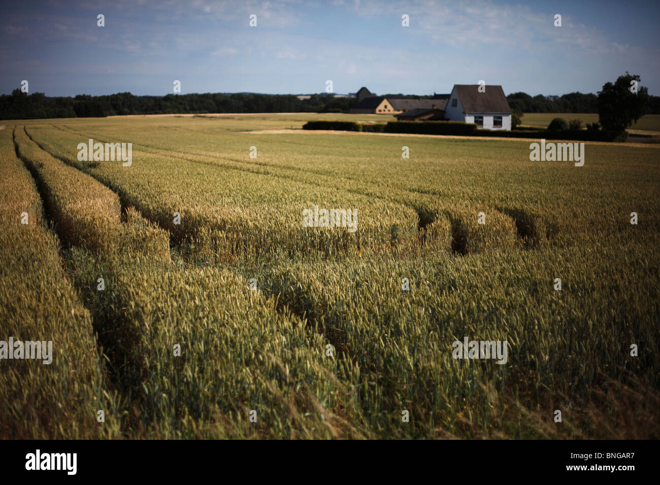 wheat fields, Denmark Stock Photo - Alamy
