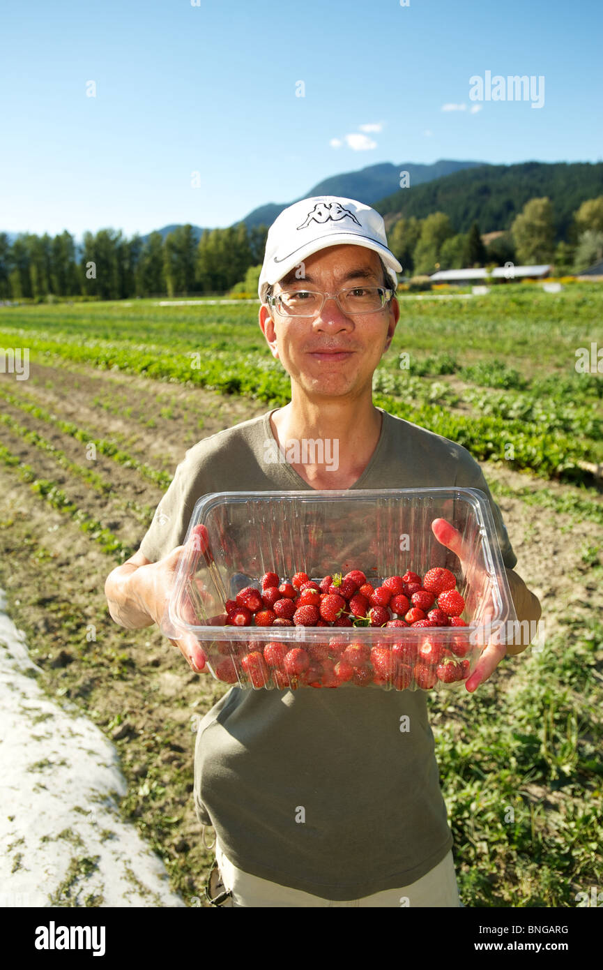 Belgian tourist Alan Woo spends the afternoon picking strawberries at ...