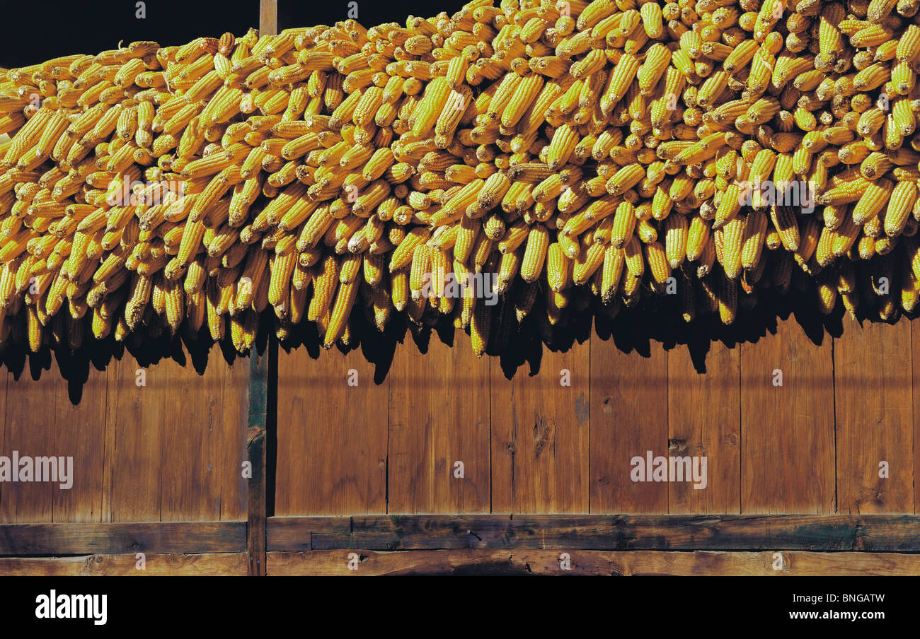 Corn store being sun-dried in the village of Chitre above the Kali ...