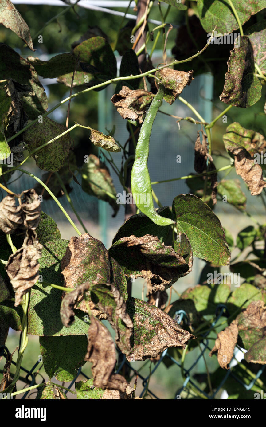 Bean seed plant hi-res stock photography and images - Alamy
