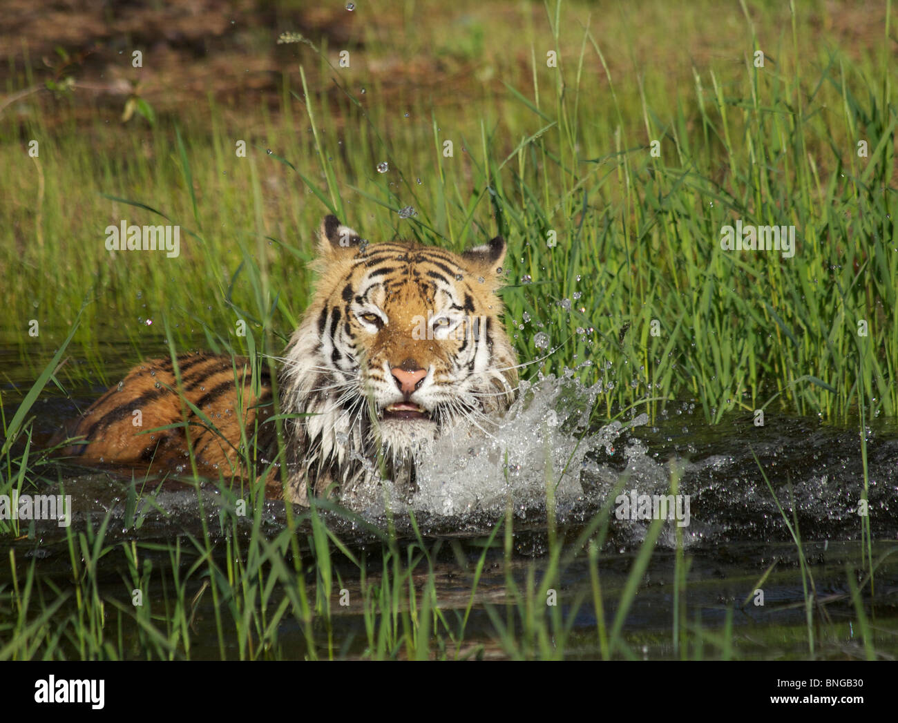 Tiger splashing water hi-res stock photography and images - Alamy