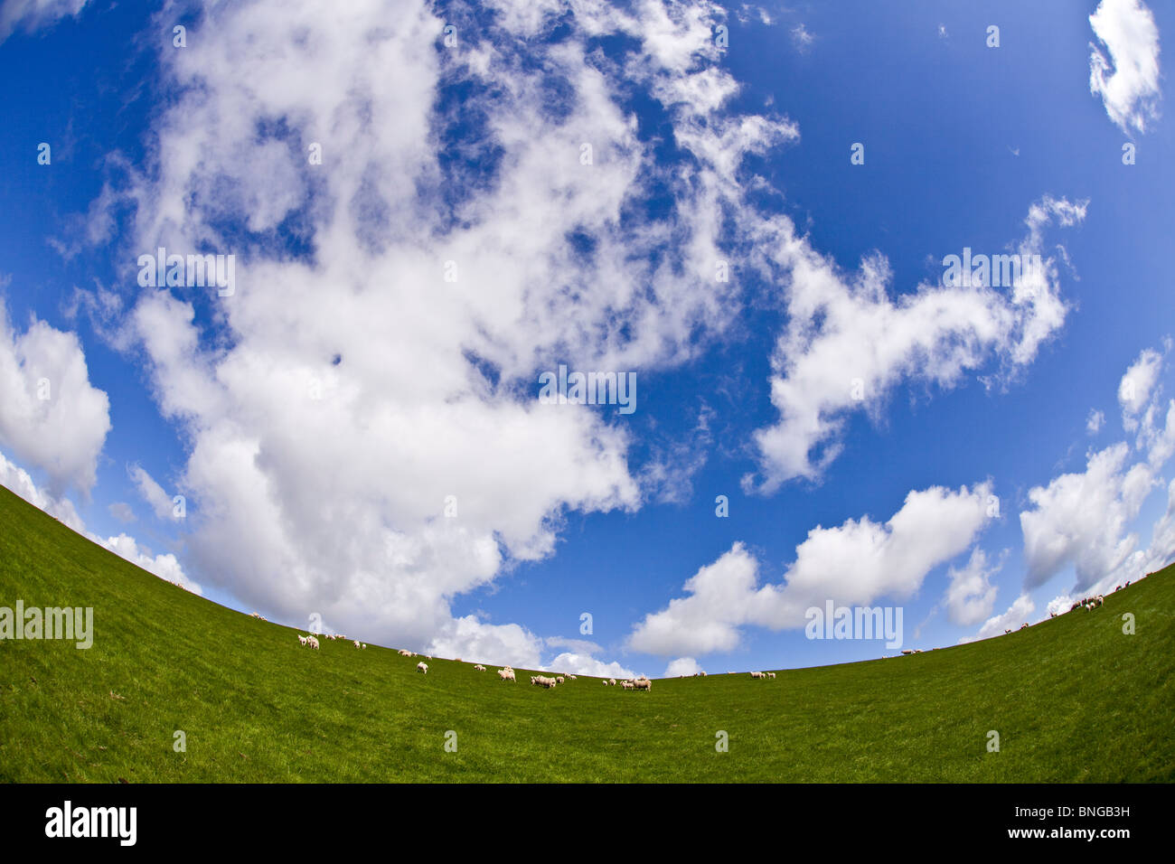 Rob sheep hi-res stock photography and images - Alamy