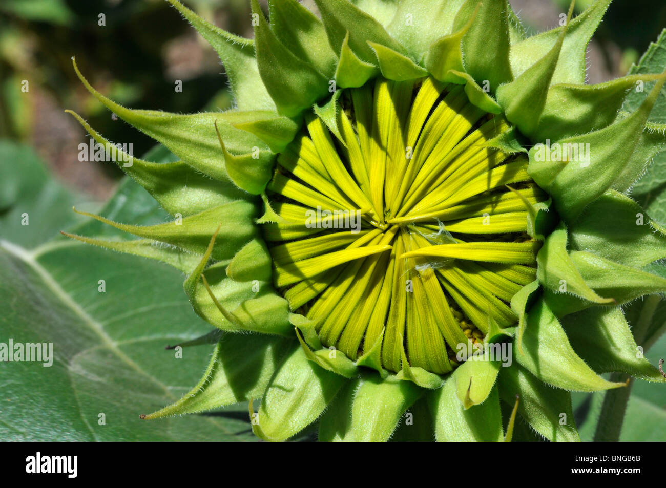 Opening sunflower hi-res stock photography and images - Alamy