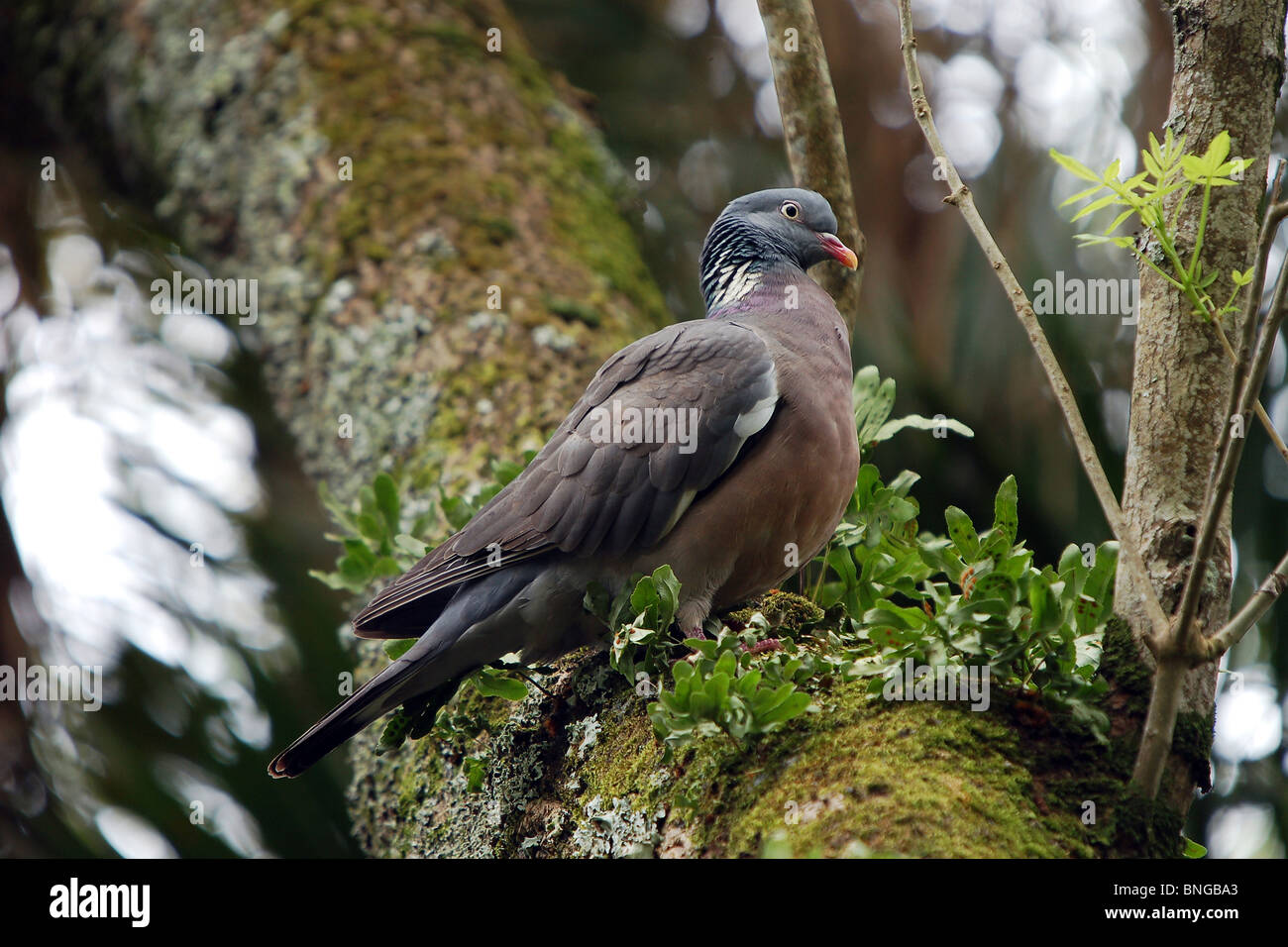 Columba palumbus azorica bird. Pombo torcaz bird wildlife azores nuno ...