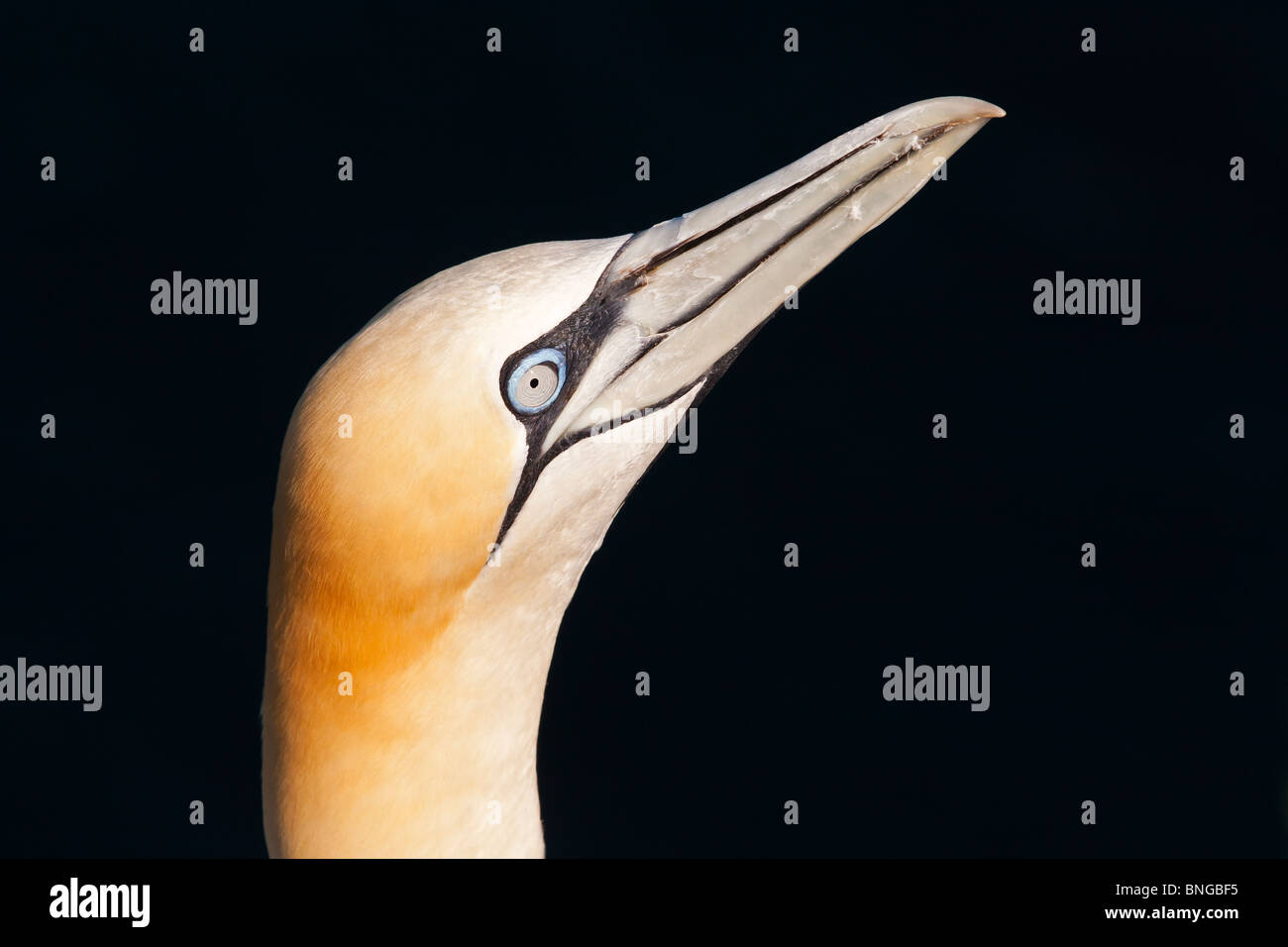 Gannet head portrait with black background Stock Photo - Alamy
