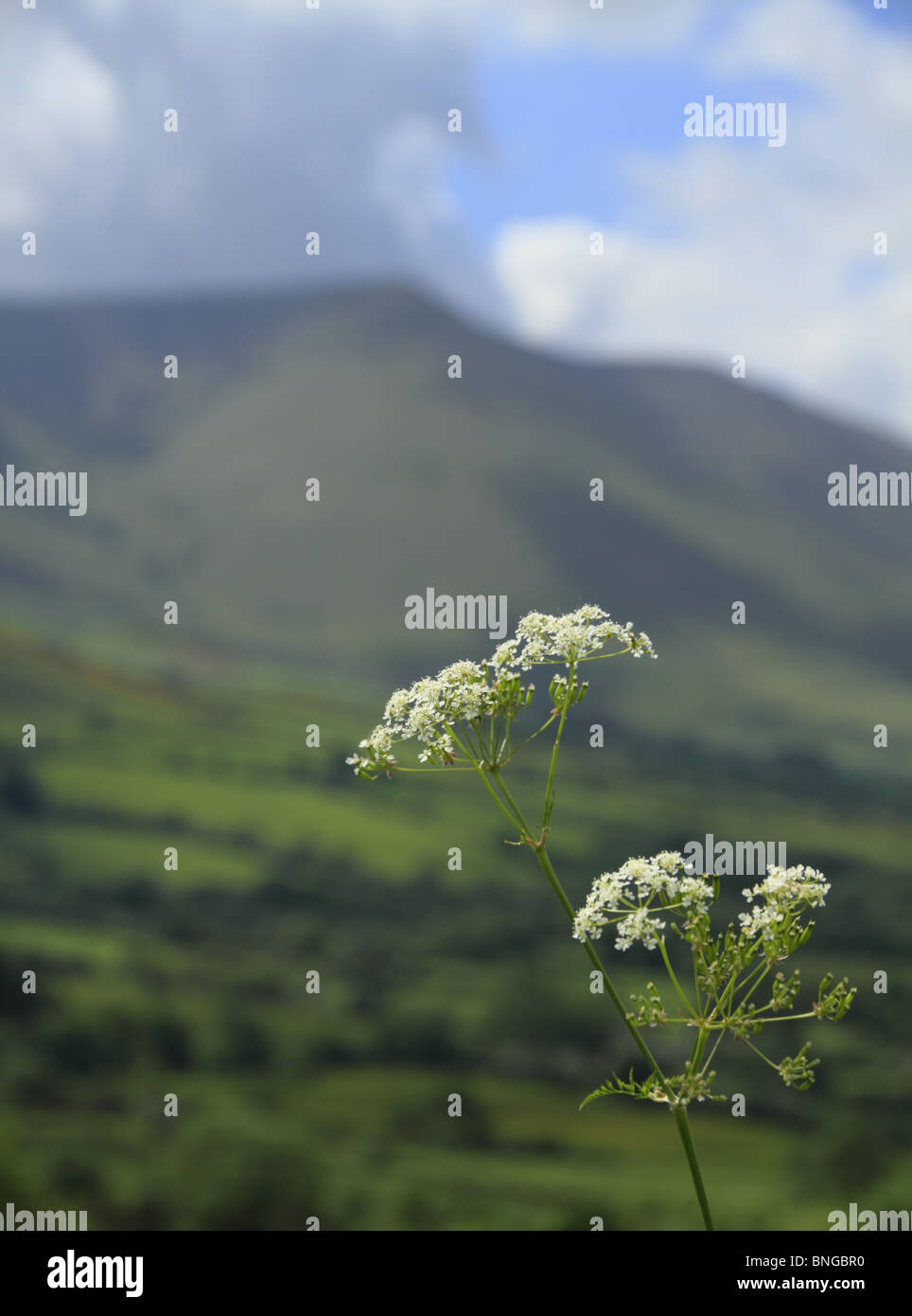 Galtee mountains county tipperary ireland hi-res stock photography and ...