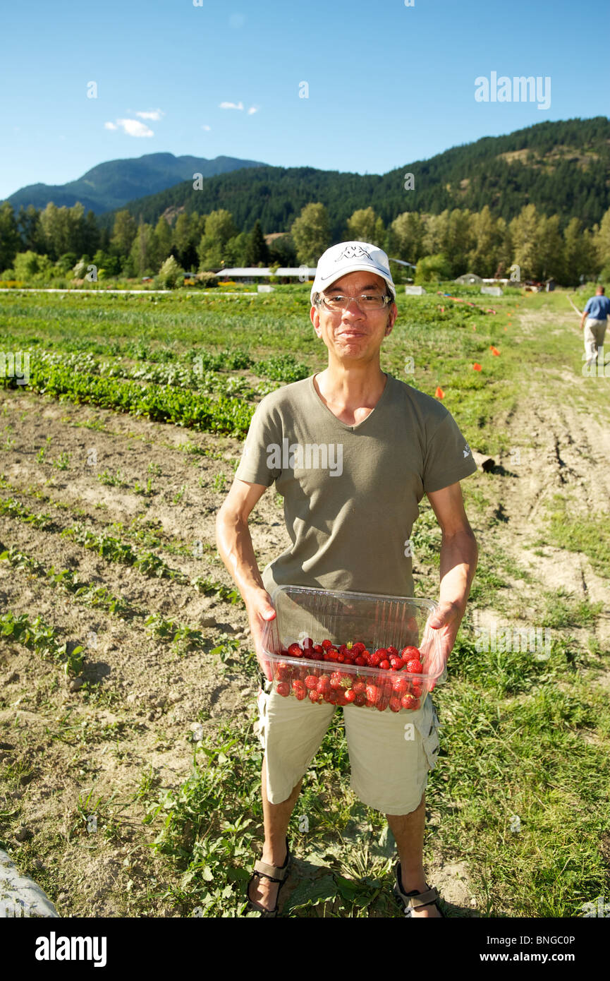 Belgian tourist Alan Woo spends the afternoon picking strawberries at ...