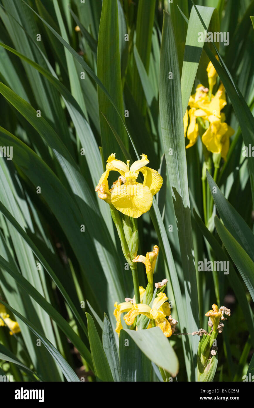 Yellow Iris along The Middlewood Way Poynton Cheshire England Stock ...