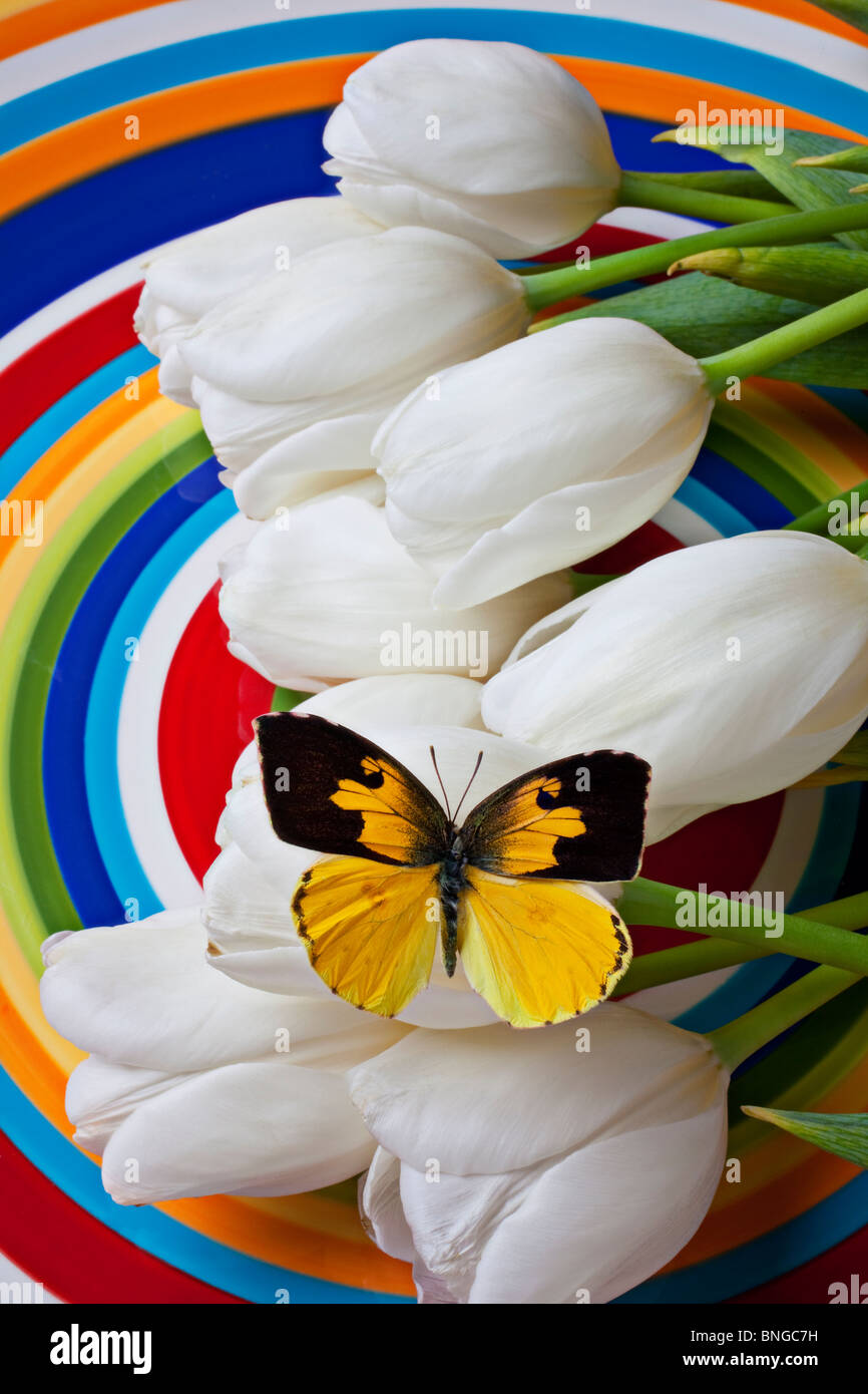 Dogface pattern hi-res stock photography and images - Alamy