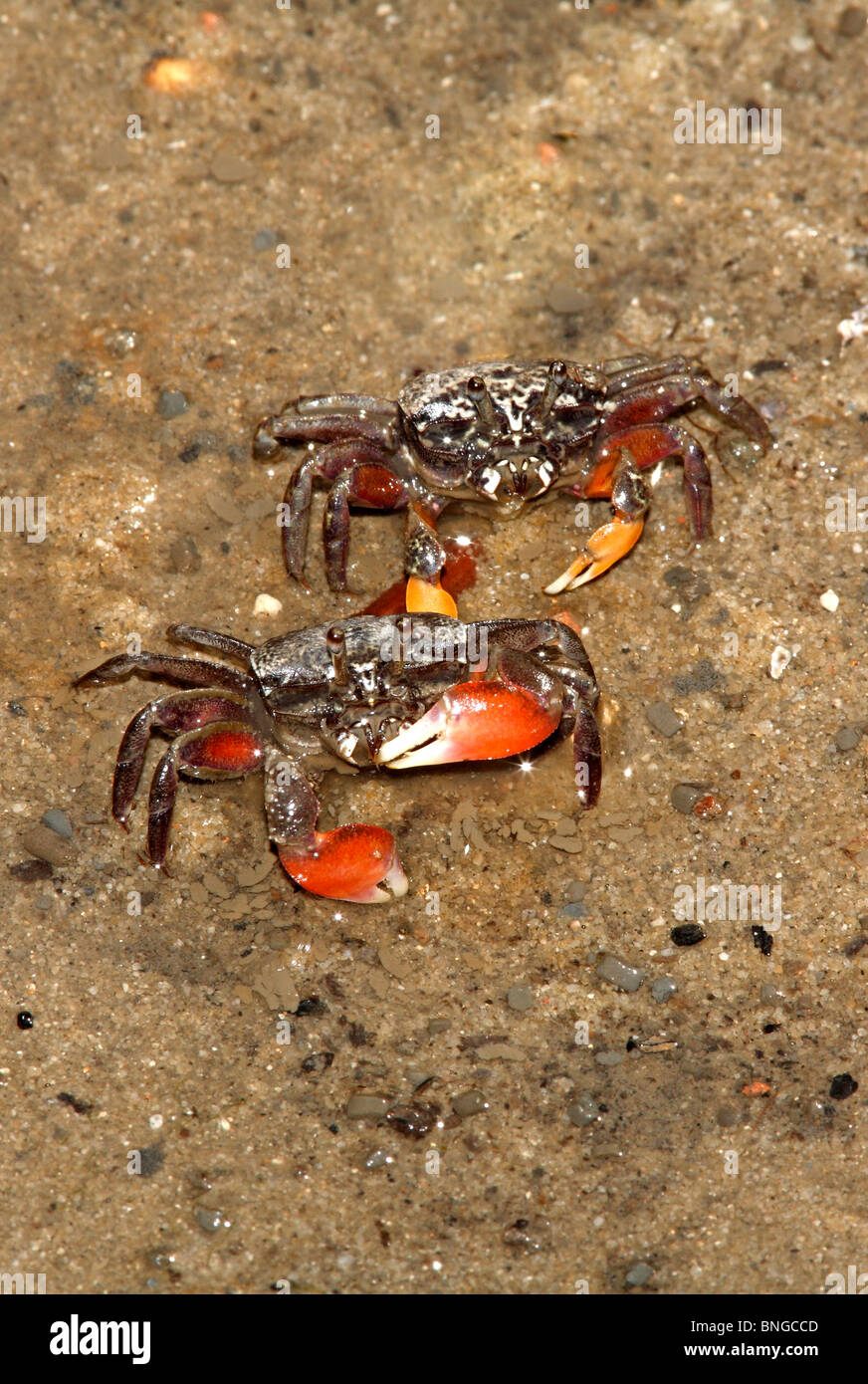 Semaphore crabs hi-res stock photography and images - Alamy
