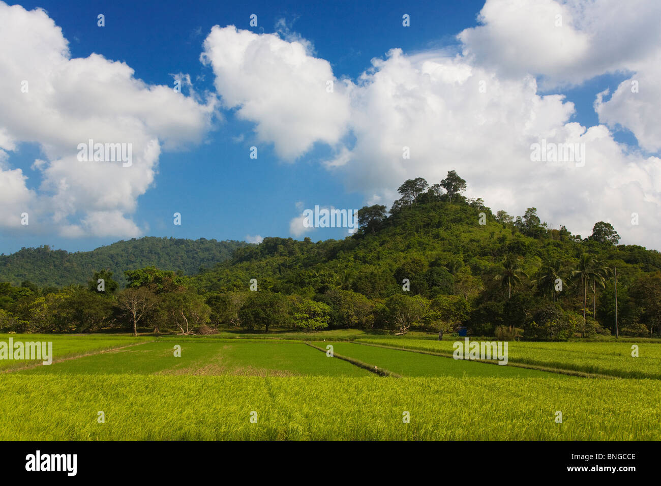 RICE FIELDS north of EL NIDO - PALAWAN ISLAND, PHILIPPINES Stock Photo ...