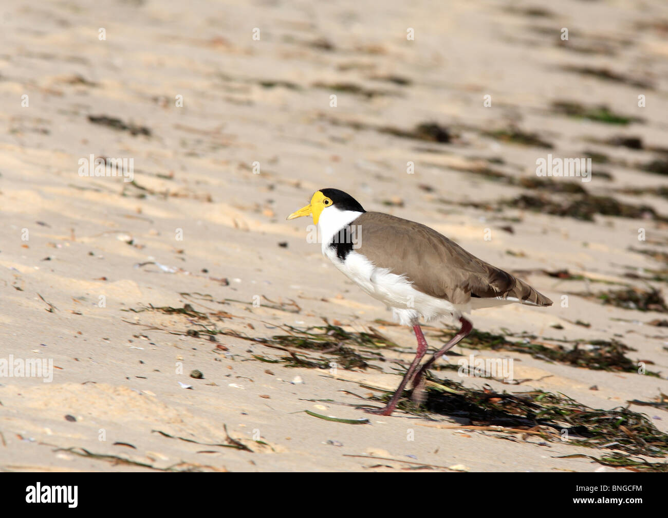 Australian plover hi-res stock photography and images - Alamy