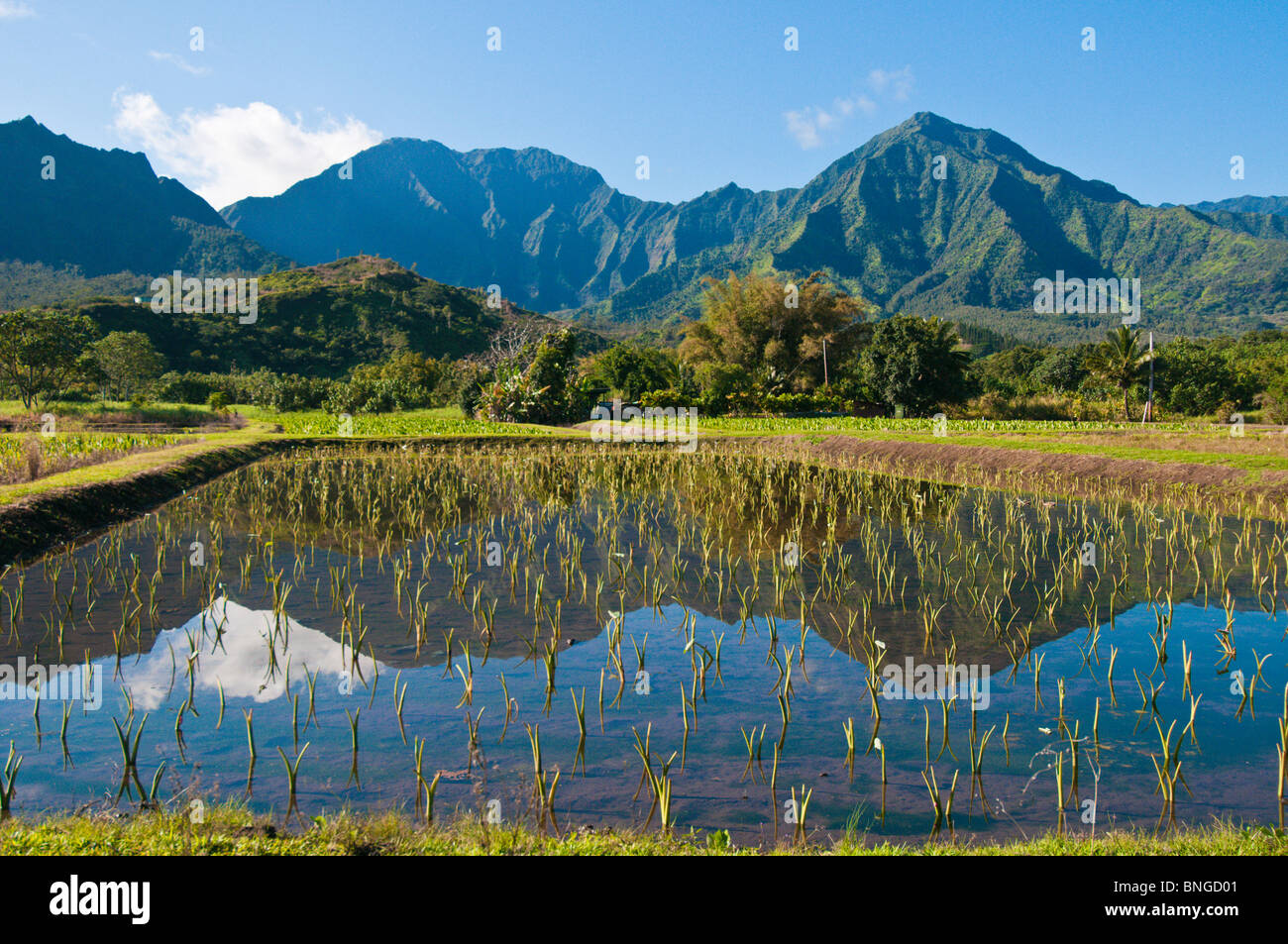 Poi hawaii hi-res stock photography and images - Alamy