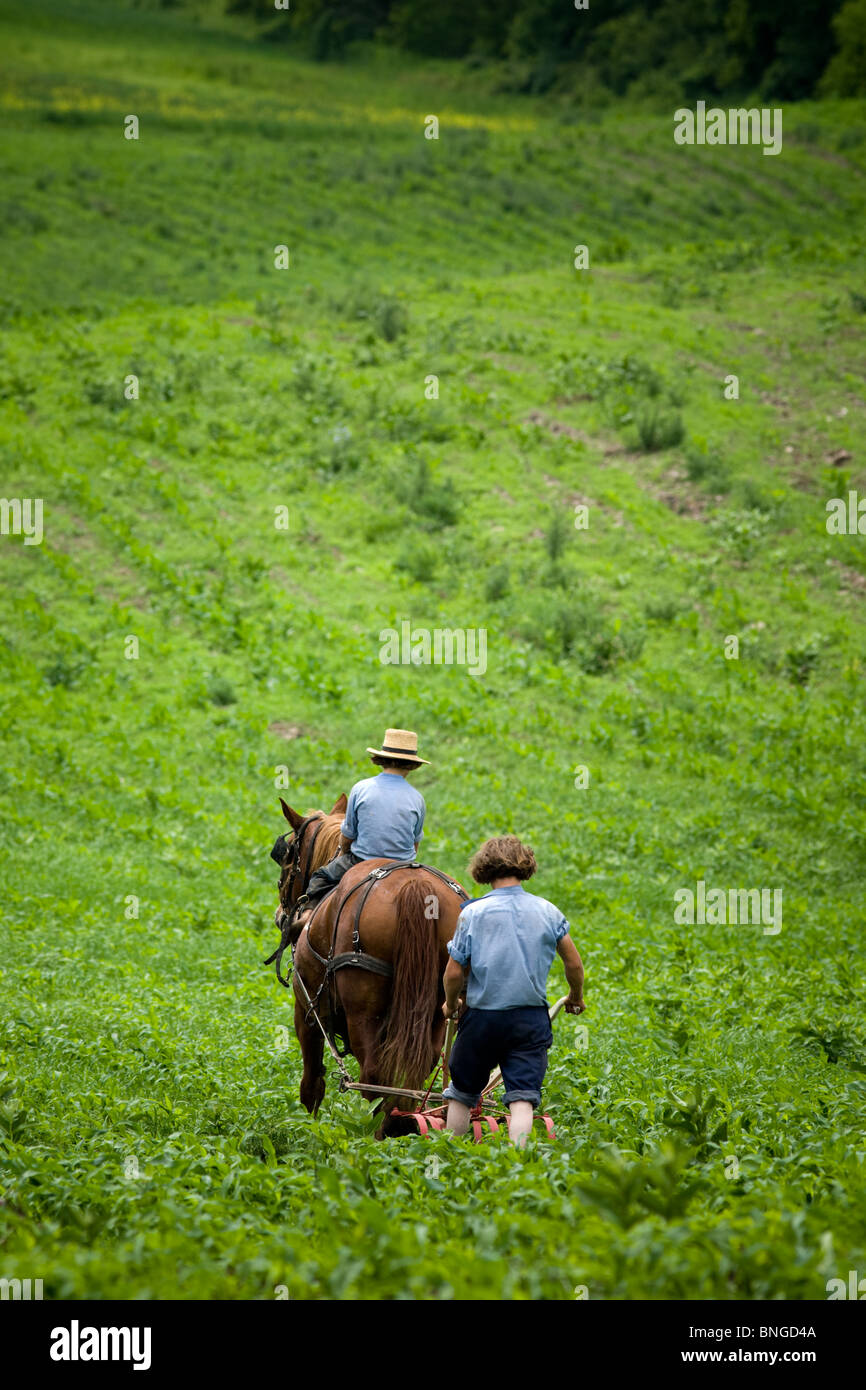 Barefoot Amish boys, brothers, 12 and 16, cultivating between rows of ...