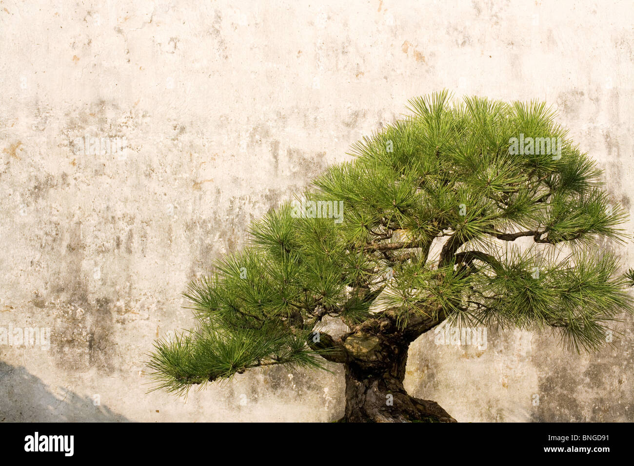 Grow Tree China High Resolution Stock Photography and Images - Alamy