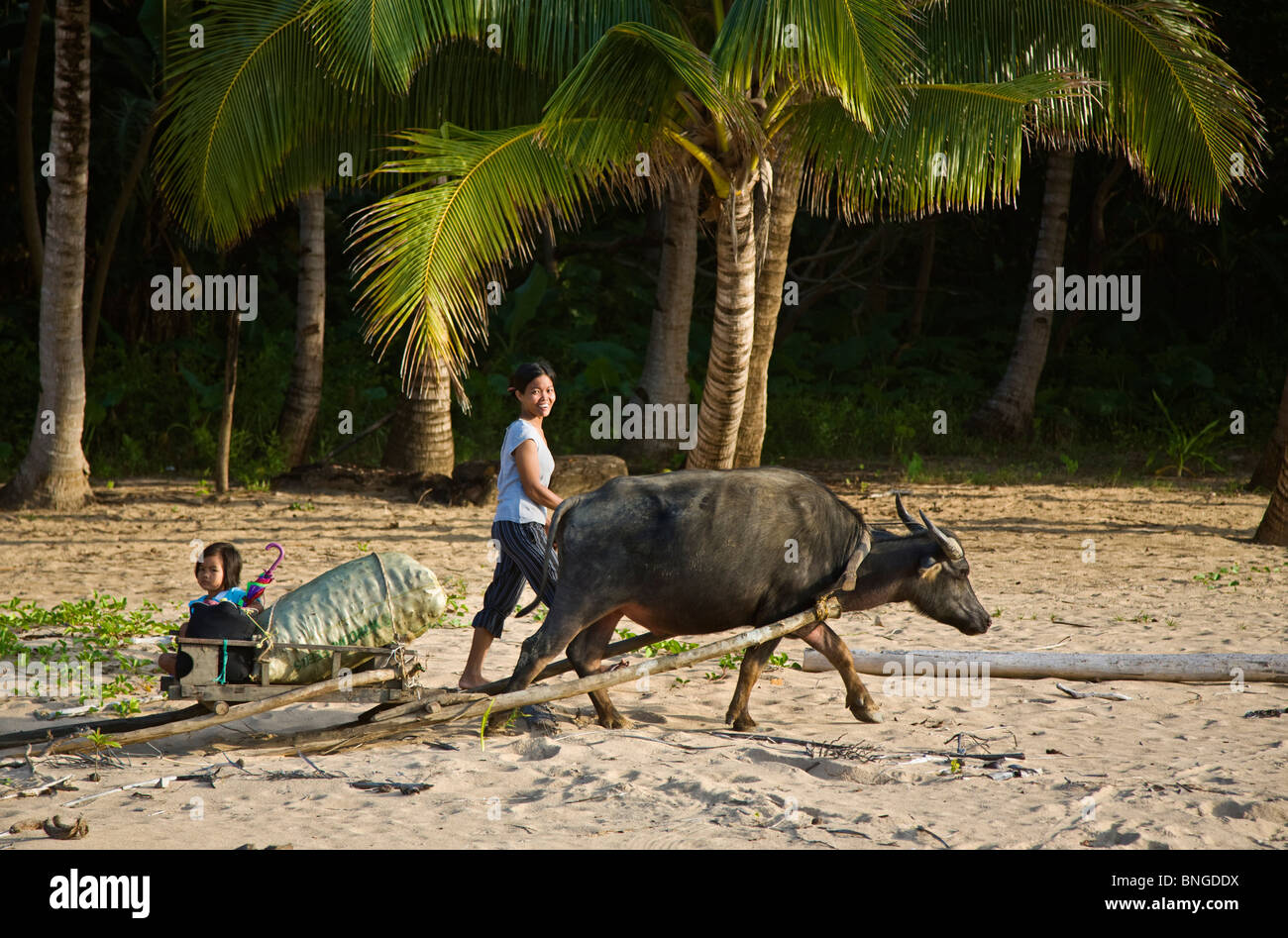 Philippine water buffalo hi-res stock photography and images - Alamy