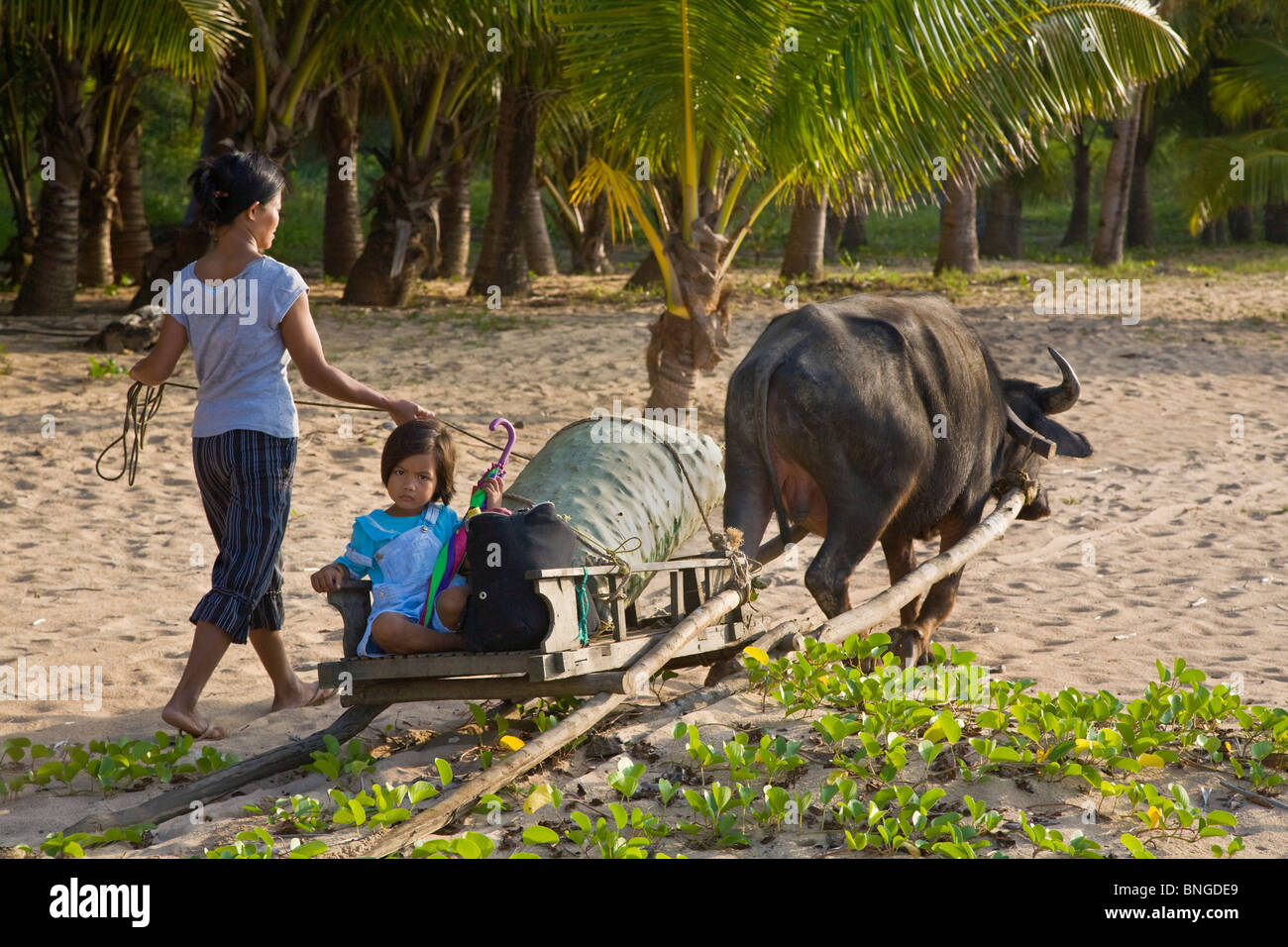 Philippine water buffalo hi-res stock photography and images - Alamy