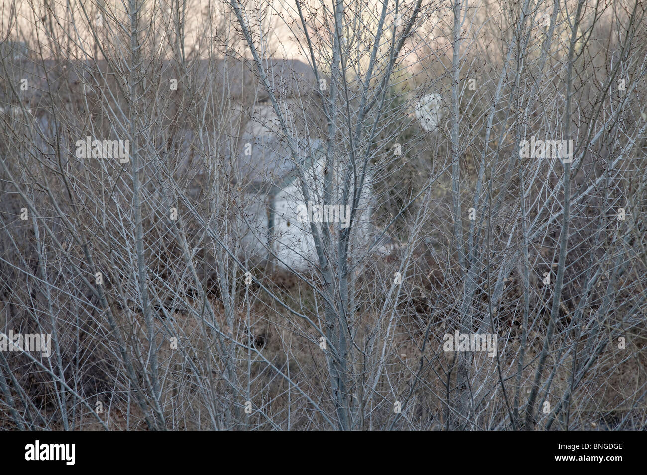 house in Chimayo New Mexico concealed by shrubs Stock Photo - Alamy