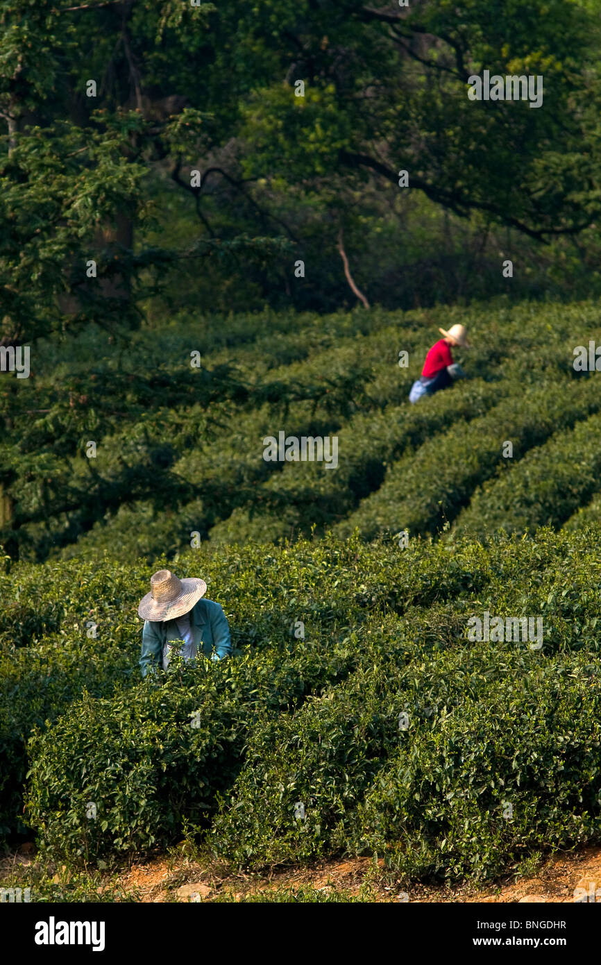 Gathering tea leaves hi-res stock photography and images - Alamy